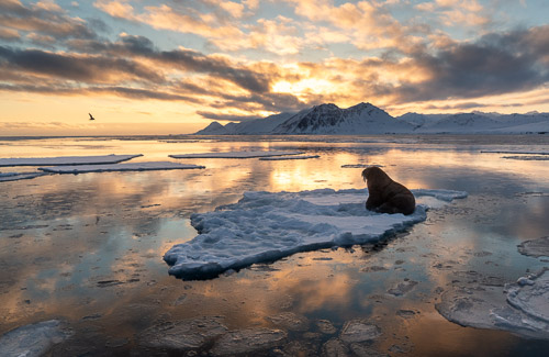 Svalbard Winter Glow Photo Tours & Expeditions