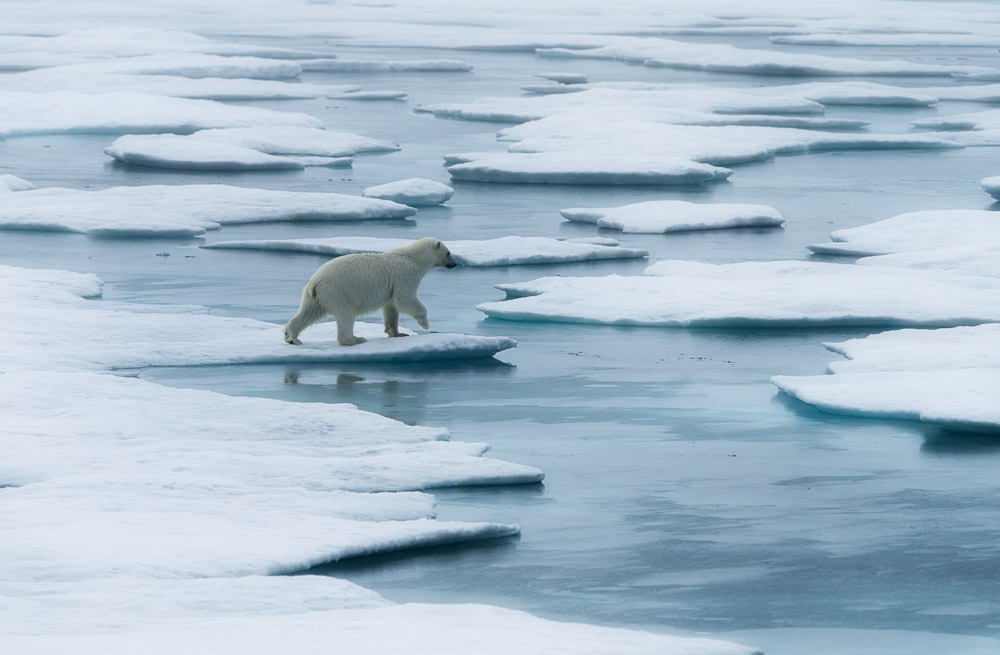 Svalbard Photo Tours & Expeditions with WildPhoto