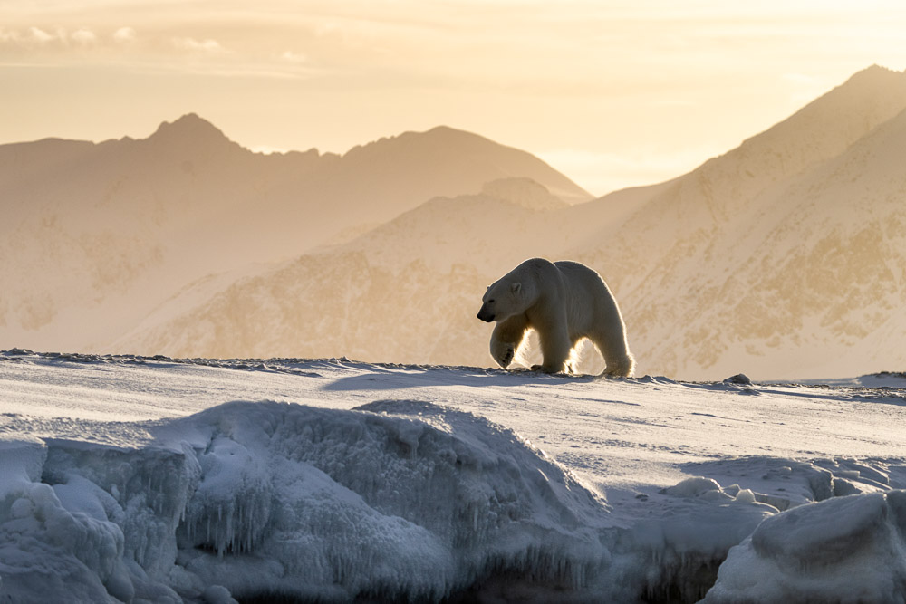 Photo Tours & Expeditions to Polar Destinations with WildPhoto